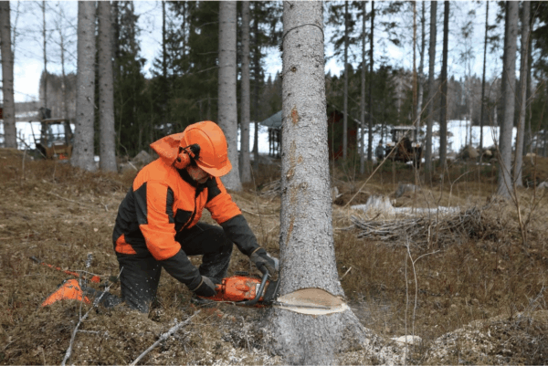 Fireproof Mountain Cabin: What Exactly Should I Do?